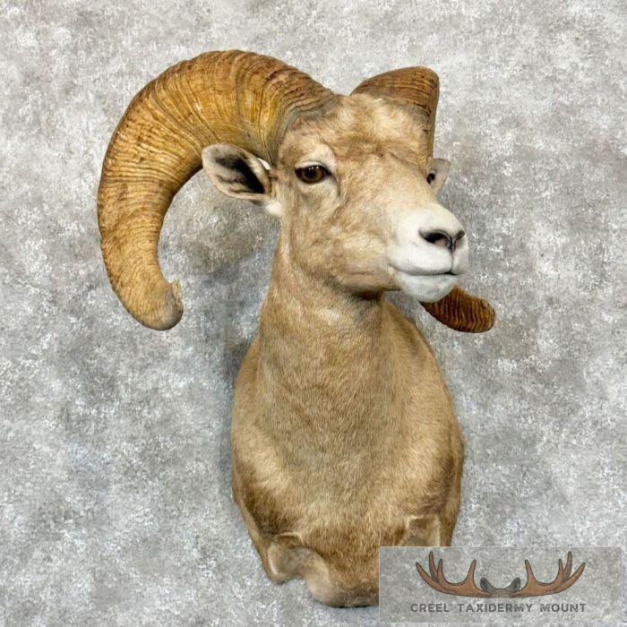 Desert Bighorn Sheep Taxidermy Shoulder Mount For Sale - Creel Taxidermy
