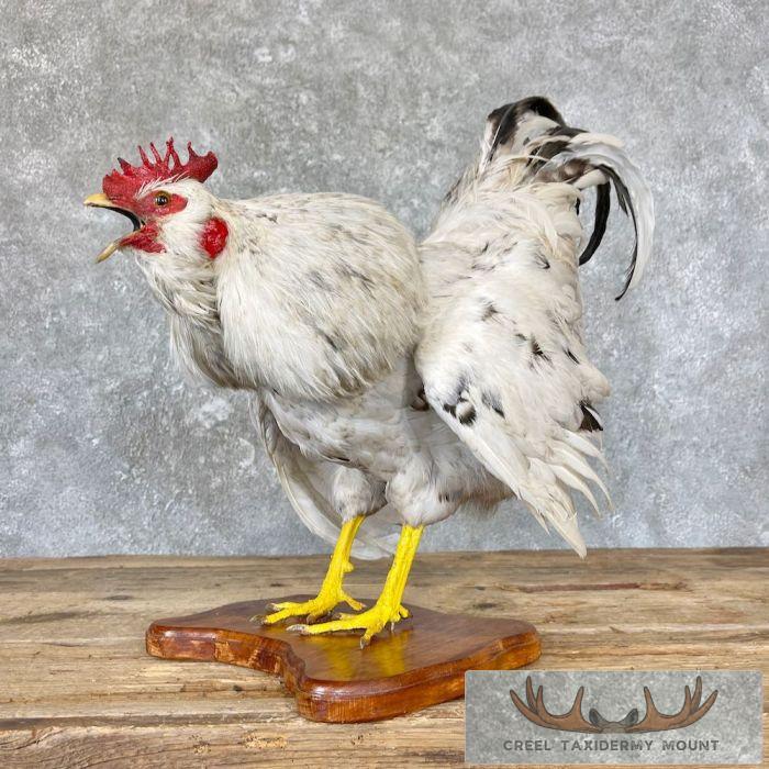 Domestic Chicken Rooster Taxidermy Mount For Sale - Creel Taxidermy