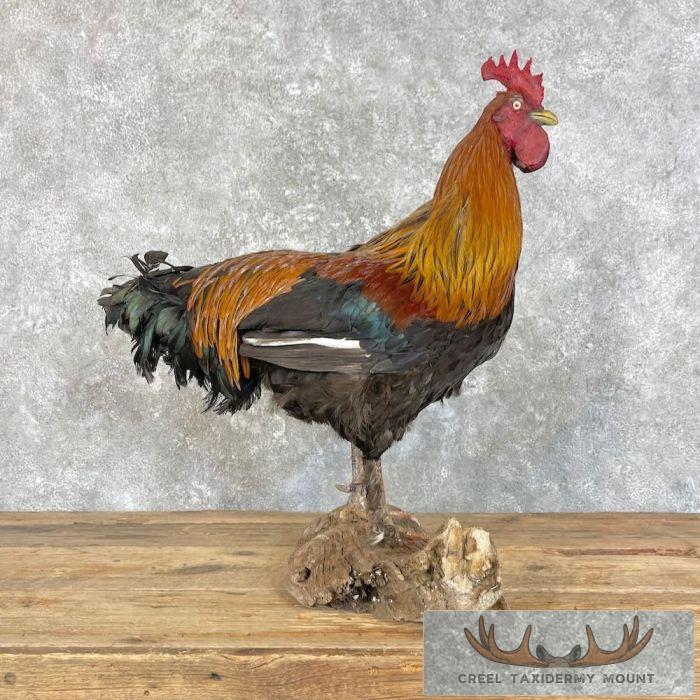 Domestic Chicken Rooster Taxidermy Mount For Sale - Creel Taxidermy