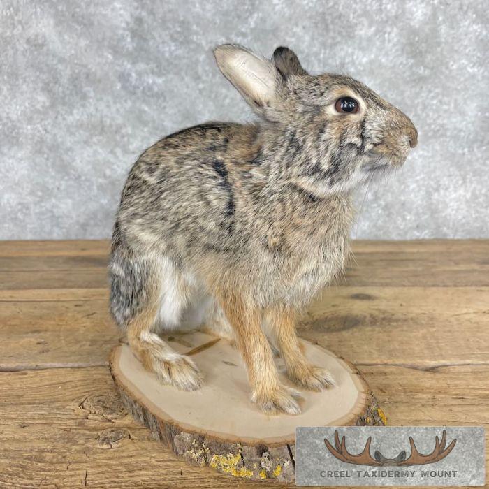 Eastern Cottontail Rabbit Life-size Taxidermy Mount For Sale - Creel ...