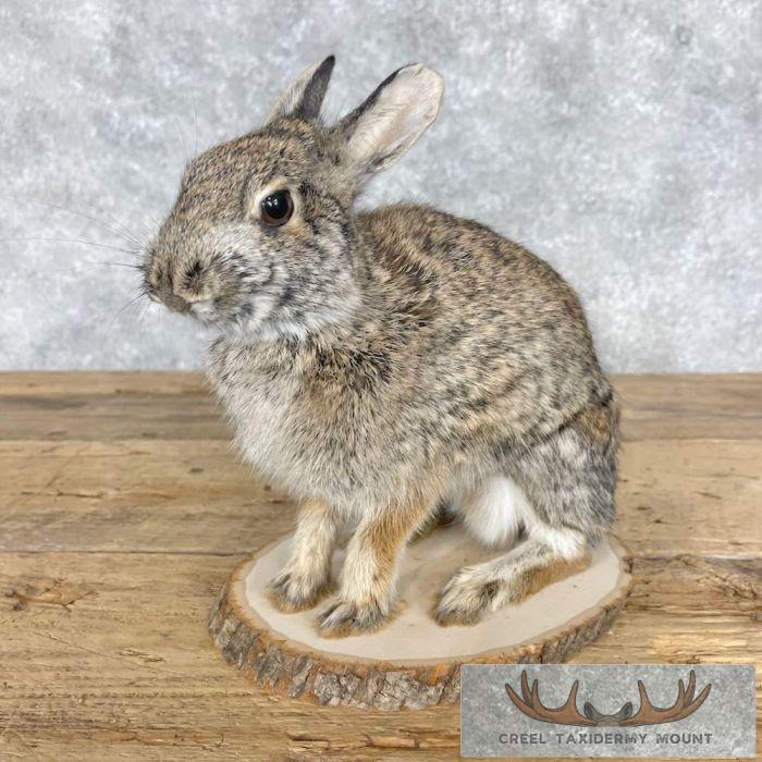 Eastern Cottontail Rabbit Life-size Taxidermy Mount For Sale - Creel ...