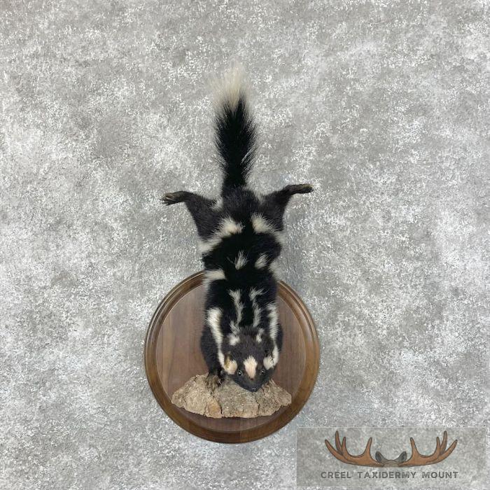 Eastern Spotted Skunk Life-Size Taxidermy Mount For Sale - Creel Taxidermy