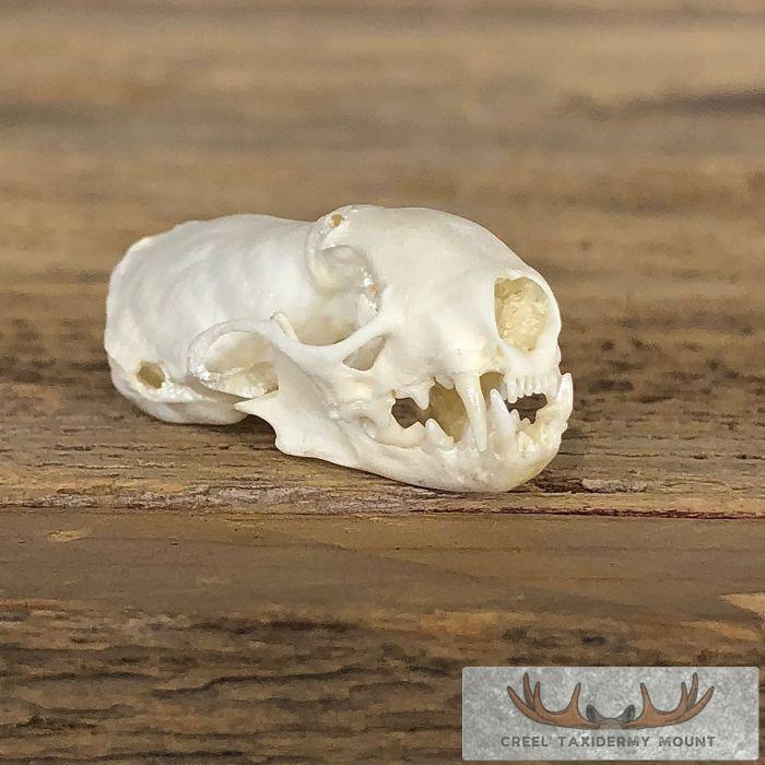 Ermine Full Skull Taxidermy Mount For Sale - Creel Taxidermy