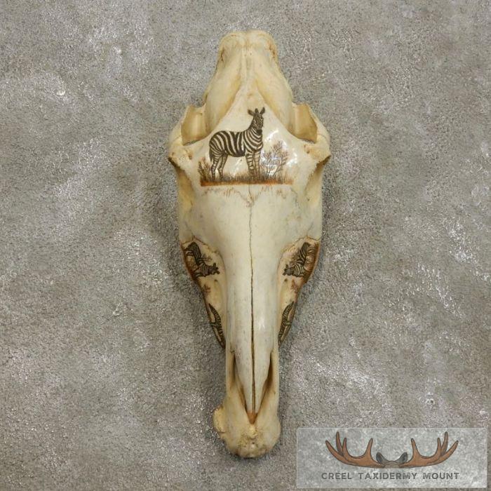 Etched Plains Zebra Taxidermy Upper Skull Mount For Sale - Creel Taxidermy