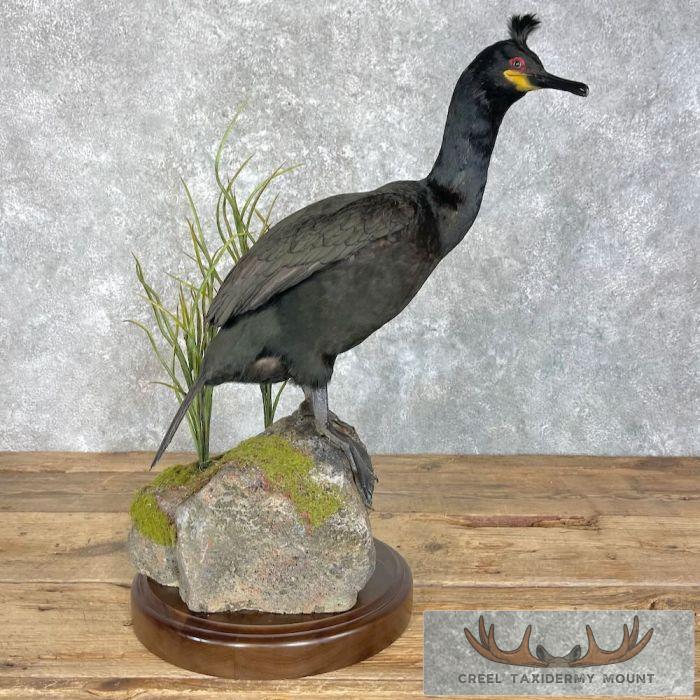 European Shag Taxidermy Bird Mount For Sale - Creel Taxidermy