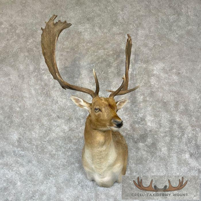 purchase fallow deer