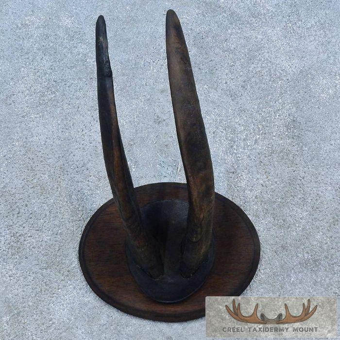 Feral Goat Antler Plaque Taxidermy Mount For Sale - Creel Taxidermy