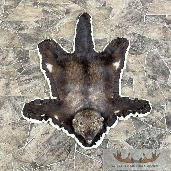 Fisher Full-Size Taxidermy Rug Mount For Sale - Creel Taxidermy