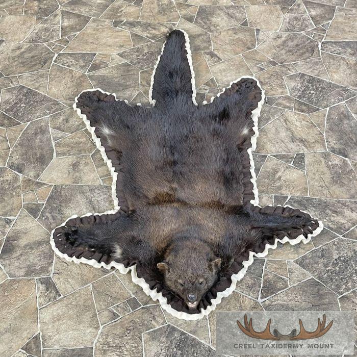 Fisher Full-Size Taxidermy Rug Mount For Sale - Creel Taxidermy
