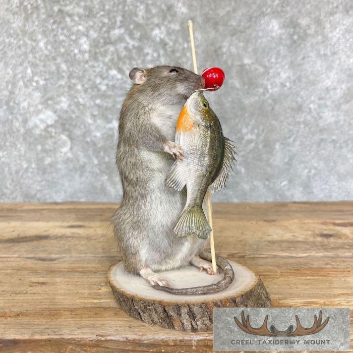 Fishing Rat Novelty Taxidermy Mount For Sale - Creel Taxidermy
