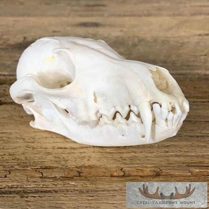 Fox Full Skull Taxidermy Mount For Sale - Creel Taxidermy