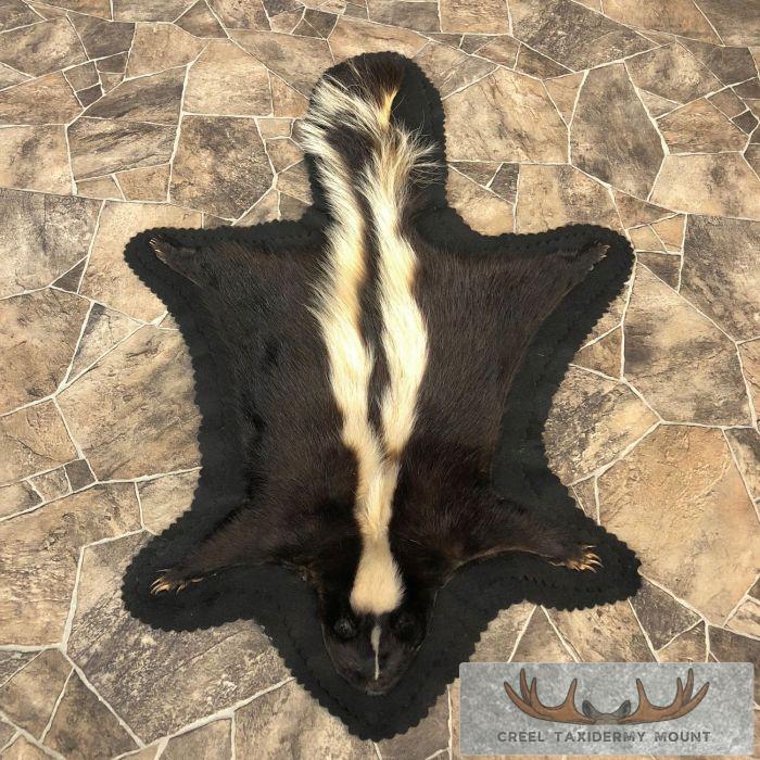 Striped Skunk Taxidermy Full Rug Mount For Sale - Creel Taxidermy