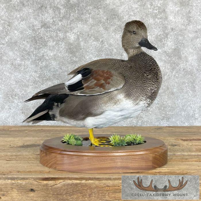 Gadwall Duck Taxidermy Bird Mount For Sale - Creel Taxidermy