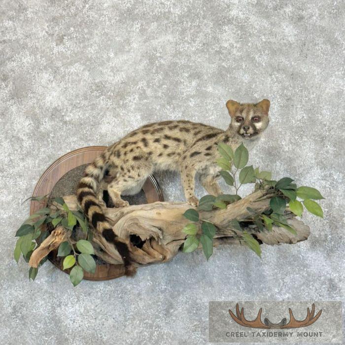 African Genet Cat Taxidermy Mount For Sale - Creel Taxidermy