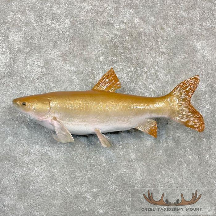 40" Golden Grass Carp Taxidermy Mount For Sale - Creel Taxidermy