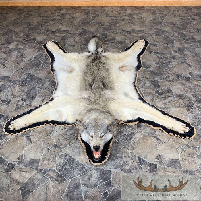 Gray Wolf Full Rug Taxidermy Mount For Sale - Creel Taxidermy