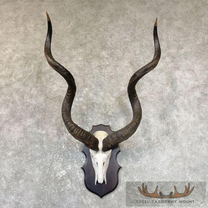 kudu skull