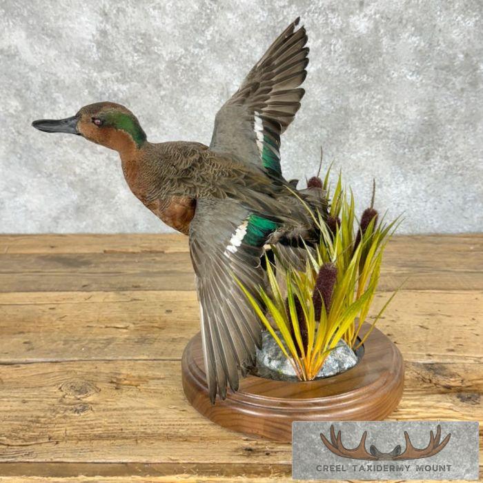 teal mounts