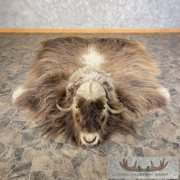 Greenland Muskox Taxidermy Rug For Sale - Creel Taxidermy