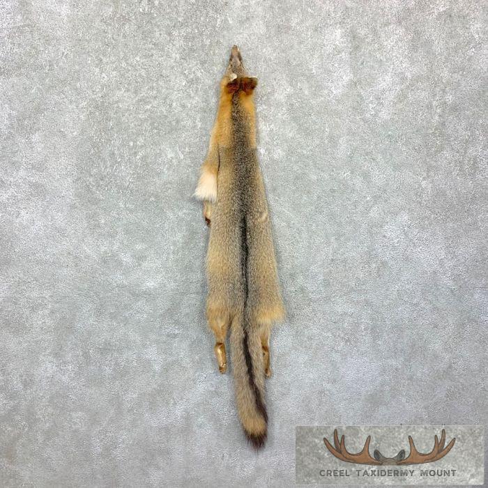 Grey Fox Tanned Hide For Sale - Creel Taxidermy