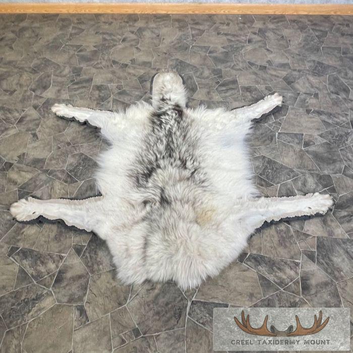 Grey Wolf Rug Taxidermy Mount For Sale - Creel Taxidermy