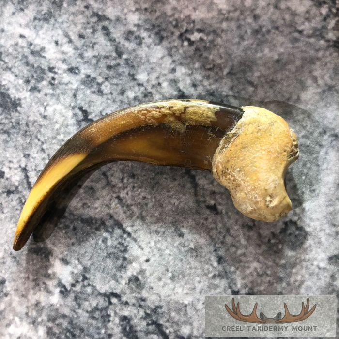 Grizzly Bear Claw Taxidermy For Sale - Creel Taxidermy