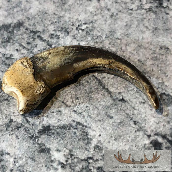Grizzly Bear Claw Taxidermy For Sale - Creel Taxidermy