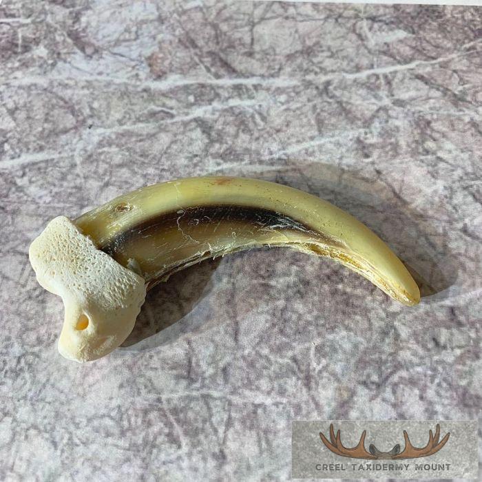 Grizzly Bear Claw Taxidermy For Sale - Creel Taxidermy