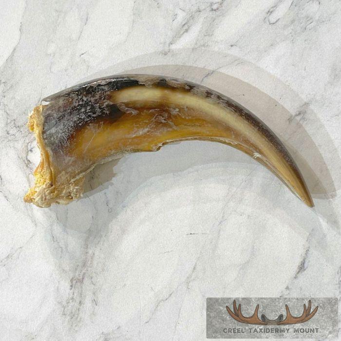 Grizzly Bear Claw Taxidermy For Sale - Creel Taxidermy