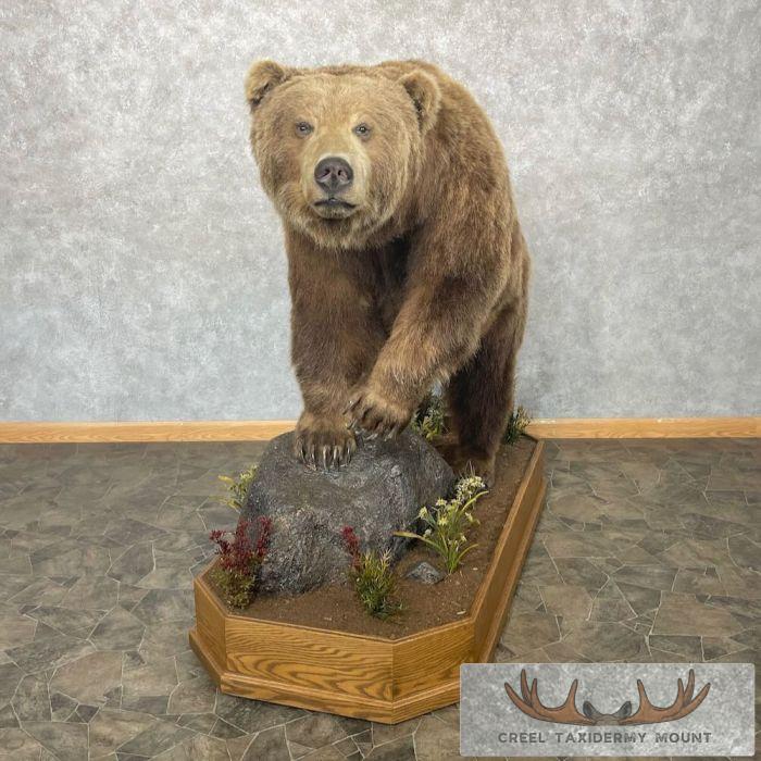 Grizzly Bear Life-Size Taxidermy Mount For Sale - Creel Taxidermy