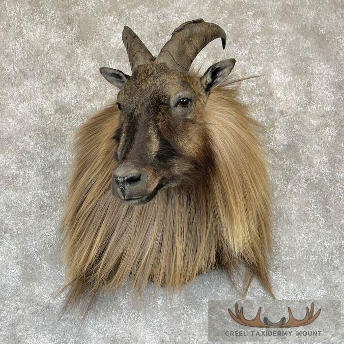 Himalayan Tahr Shoulder Taxidermy Mount For Sale - Creel Taxidermy