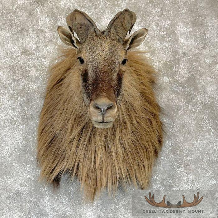 Himalayan Tahr Shoulder Taxidermy Mount For Sale - Creel Taxidermy
