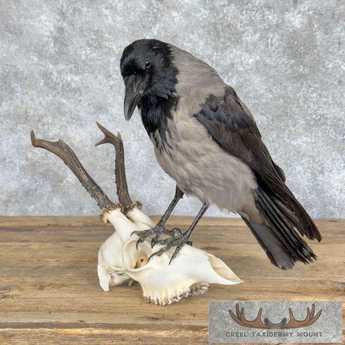 Hooded Crow Taxidermy Bird Mount For Sale - Creel Taxidermy