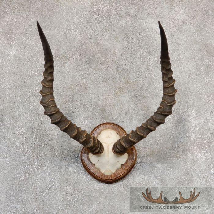 Impala Skull & Horns Plaque Taxidermy Mount For Sale - Creel Taxidermy