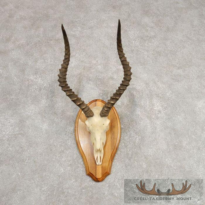 impala skull mount