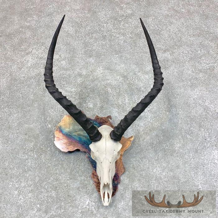 Impala Reproduction Skull & Horns European Taxidermy Mount For Sale ...