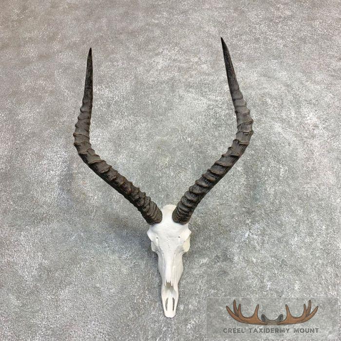 Impala Skull & Horns European Taxidermy Mount For Sale - Creel Taxidermy