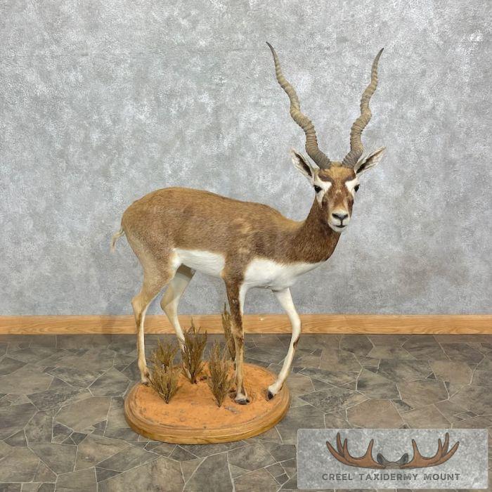 India Blackbuck Life-Size Taxidermy Mount For Sale - Creel Taxidermy