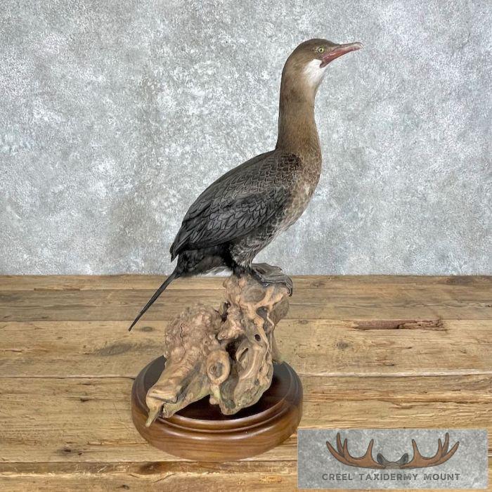 Juvenile Cormorant Taxidermy Bird Mount For Sale - Creel Taxidermy