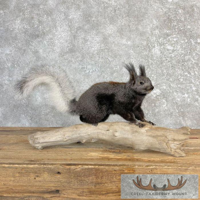 Kaibab Squirrel Life-Size Taxidermy Mount For Sale - Creel Taxidermy