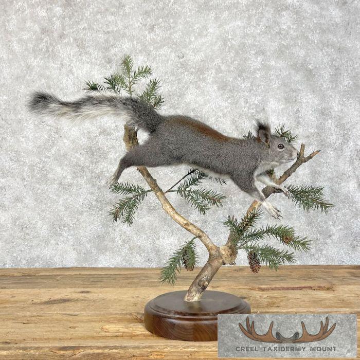 Kaibab Squirrel Life-Size Taxidermy Mount For Sale - Creel Taxidermy