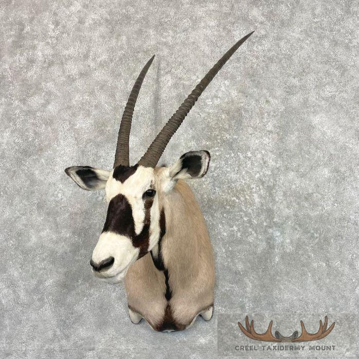 Gemsbok Oryx Taxidermy Shoulder Mount For Sale - Creel Taxidermy
