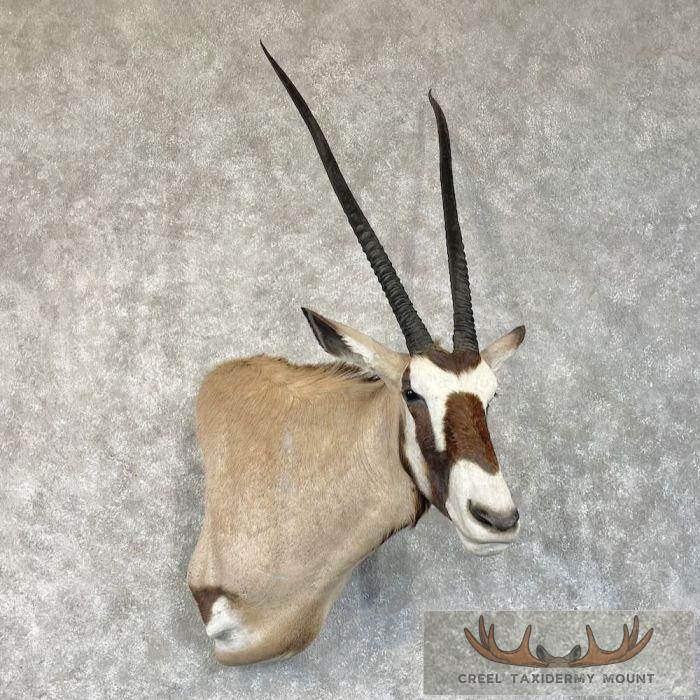 Kalahari Gemsbok Taxidermy Shoulder Mount For Sale - Creel Taxidermy