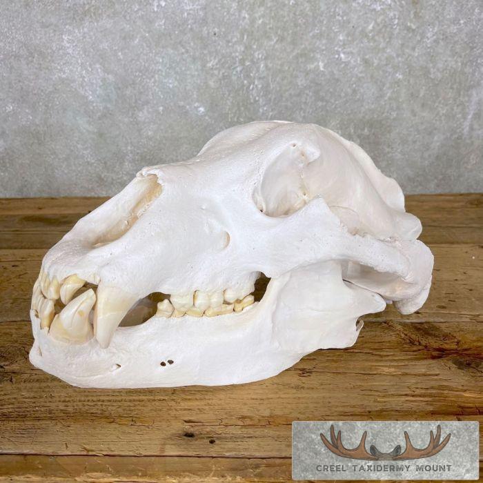 Kodiak Brown Bear Full Skull For Sale - Creel Taxidermy