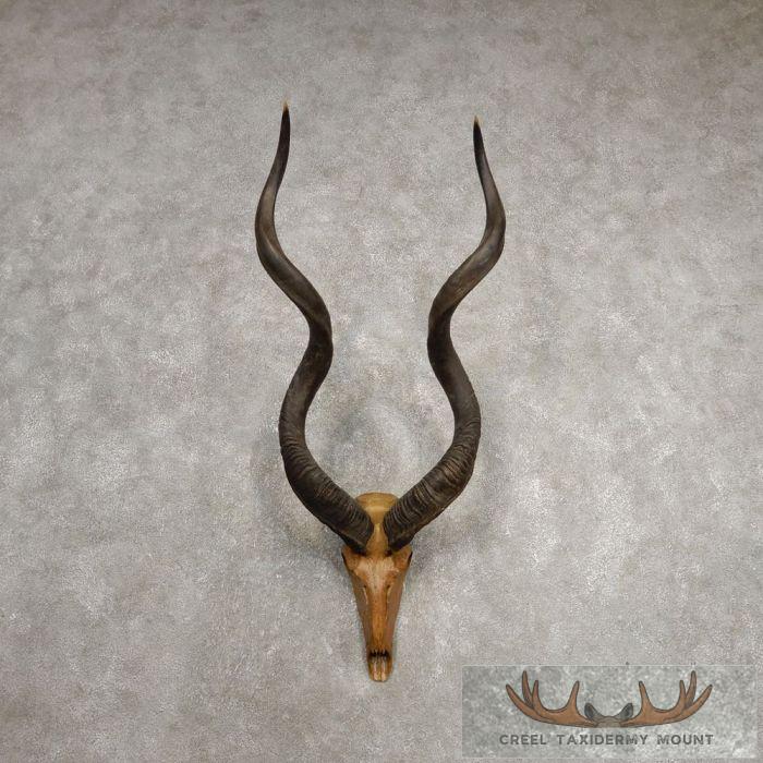 African Kudu Skull European Taxidermy Mount For Sale - Creel Taxidermy