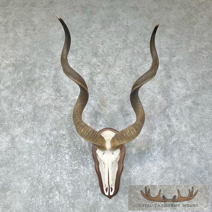 Greater Kudu Skull & Horn European Taxidermy Mount For Sale - Creel ...