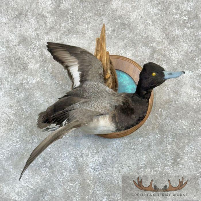 Lesser Scaup Duck Taxidermy Bird Mount For Sale - Creel Taxidermy