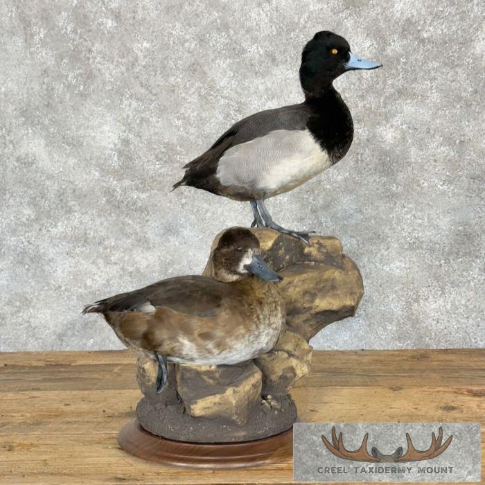 Lesser Scaup Pair Taxidermy Duck Mount For Sale - Creel Taxidermy