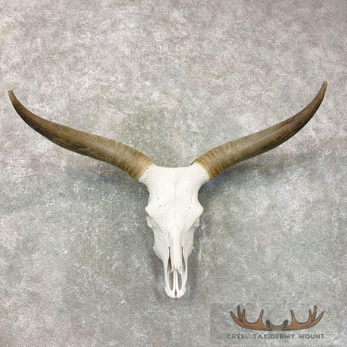 Longhorn Steer Skull European Taxidermy Mount For Sale - Creel Taxidermy