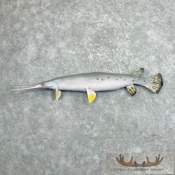 Longnose Gar Taxidermy Fish Mount For Sale - Creel Taxidermy